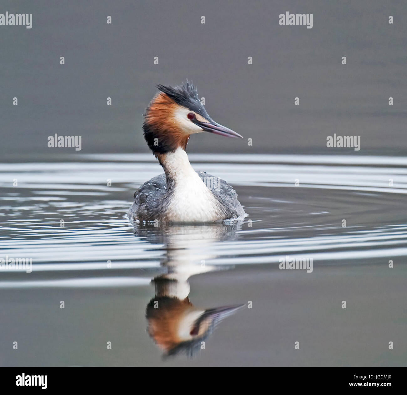 Great Crested Grebes, Podiceps cristatus Stock Photo - Alamy