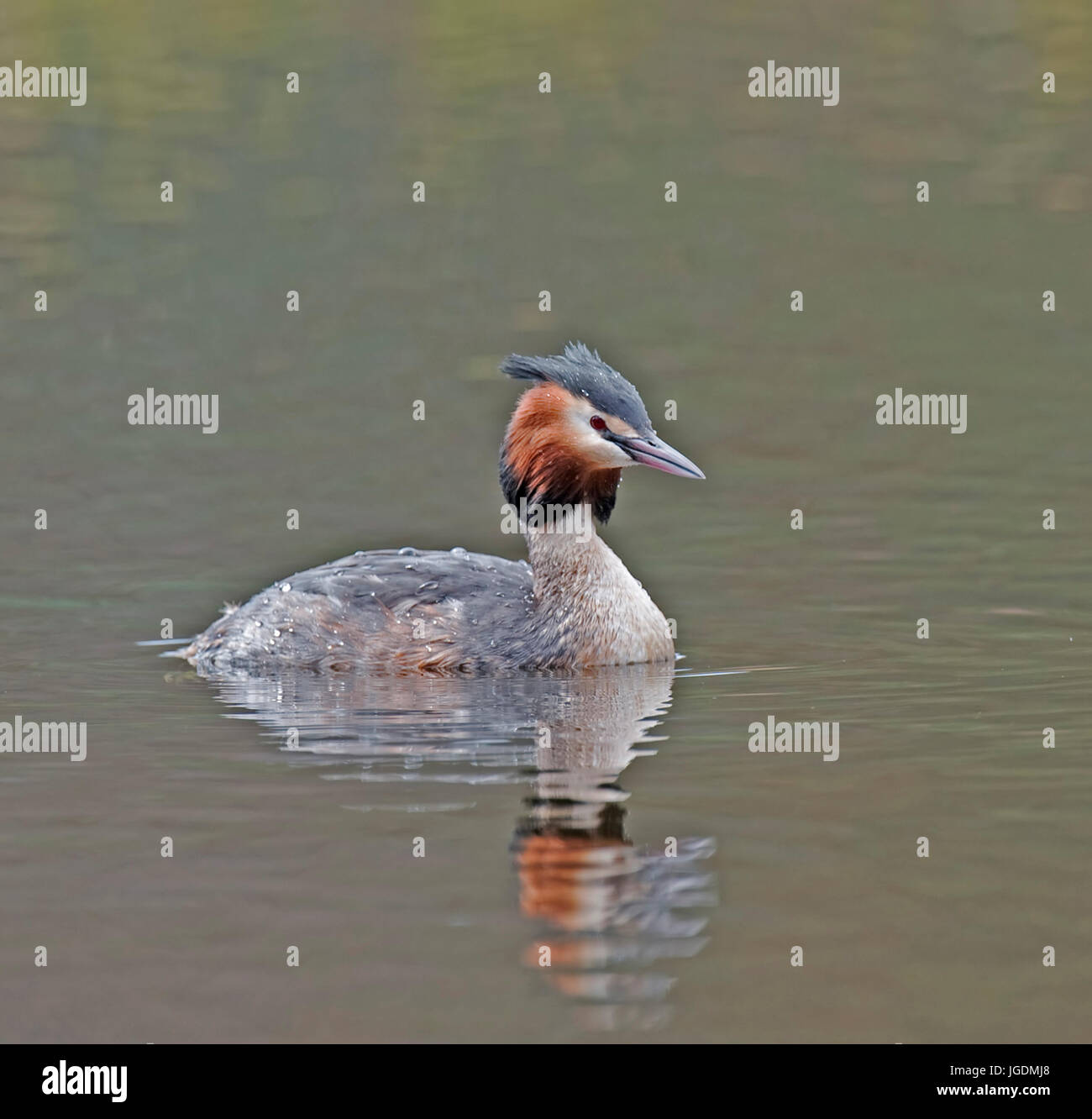 Great Crested Grebes, Podiceps cristatus Stock Photo - Alamy