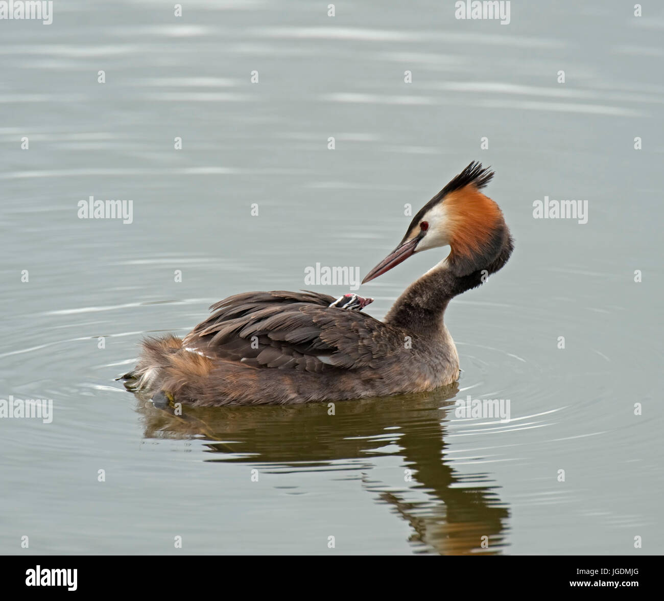Great Crested Grebes, Podiceps cristatus Stock Photo - Alamy