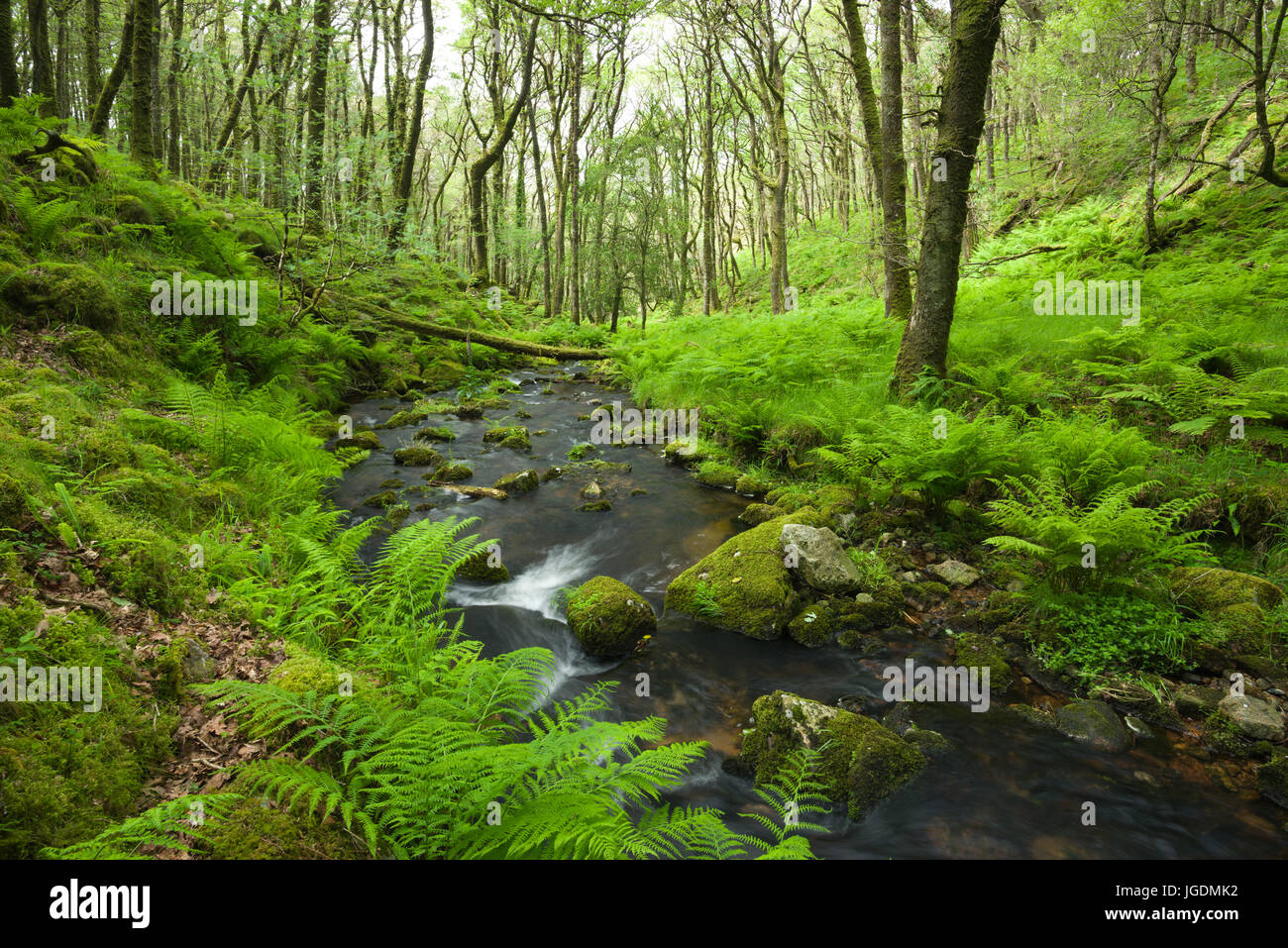 Venford Brook in Dartmoor National Park near Poudsgate, Devon, England ...