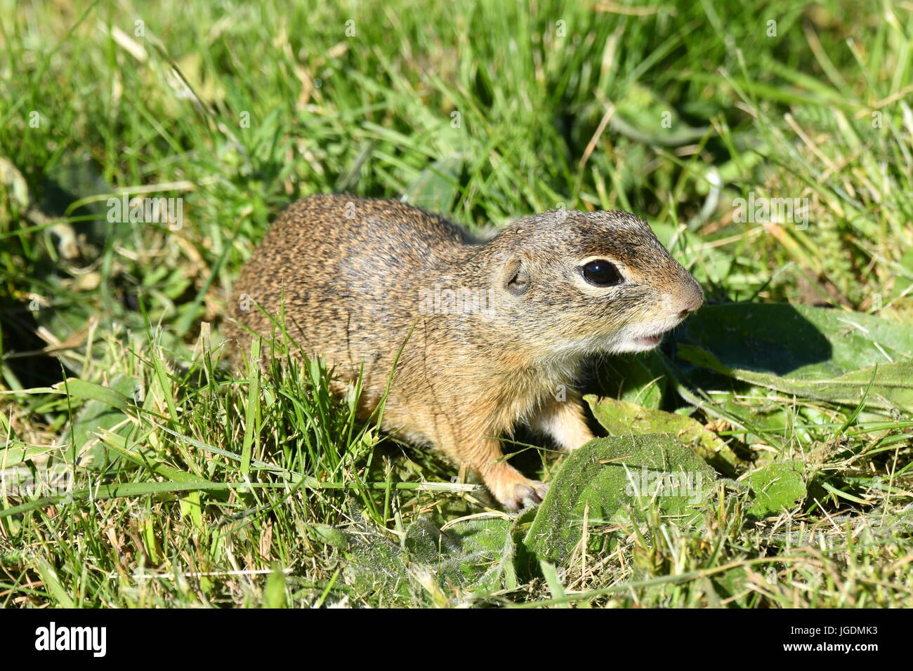 Squirrel lurking in the grass Suslik lurking in the grass Stock Photo ...