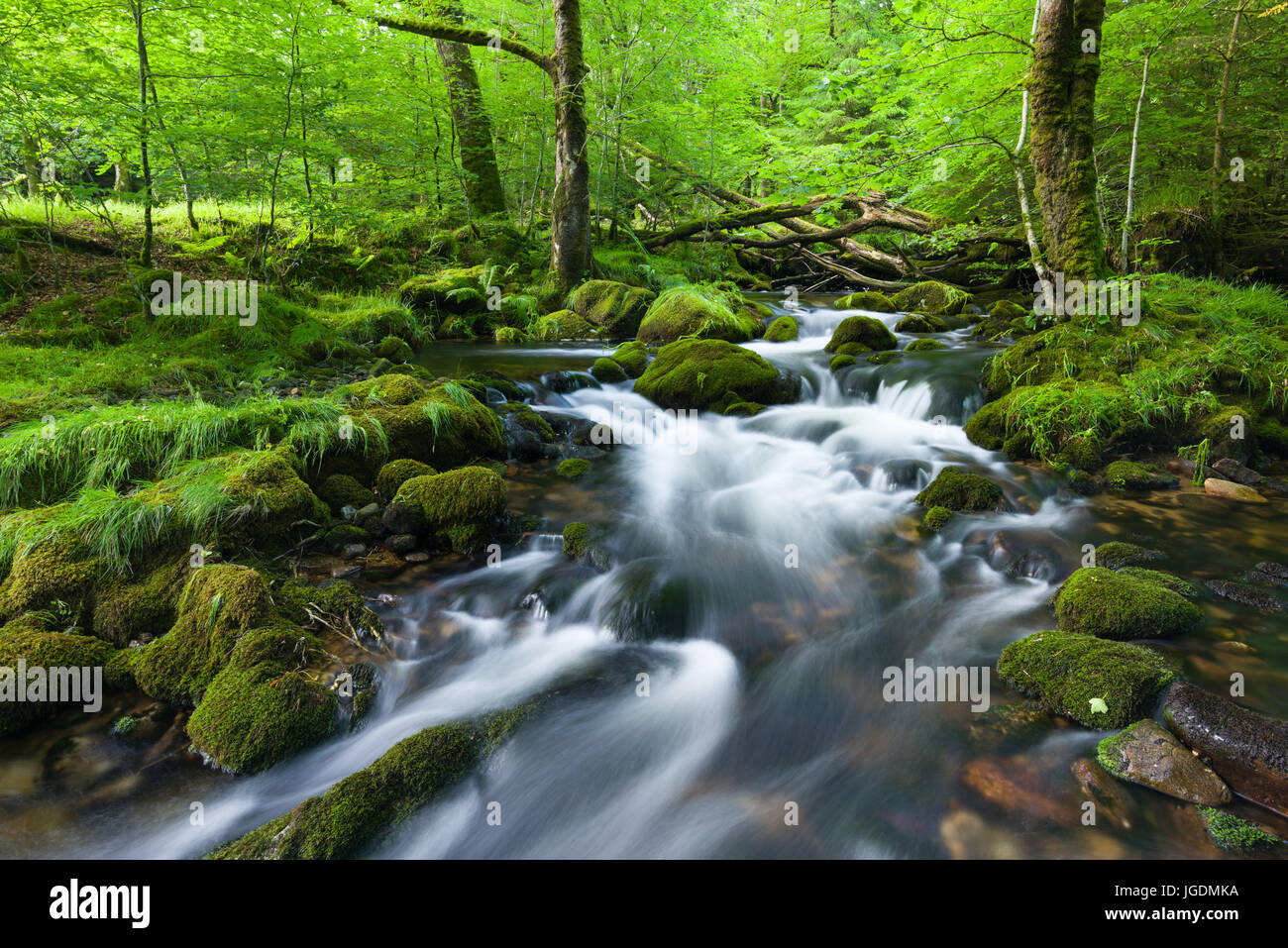 The River Meavy upstream of Burrator Reservior in Dartmoor National ...