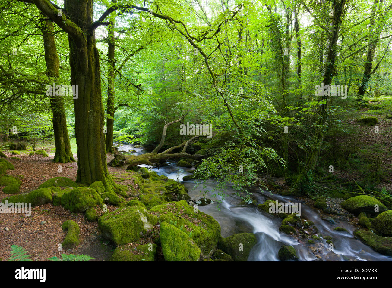 The River Meavy upstream of Burrator Reservior in Dartmoor National ...