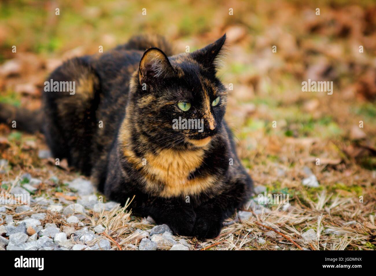 Tortoise shell cat outdoors laying down Stock Photo - Alamy