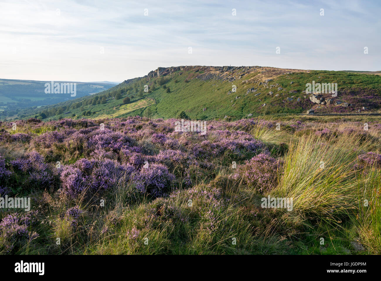 Heather blooming at Curbar gap with views of Curbar edge in the Peak ...