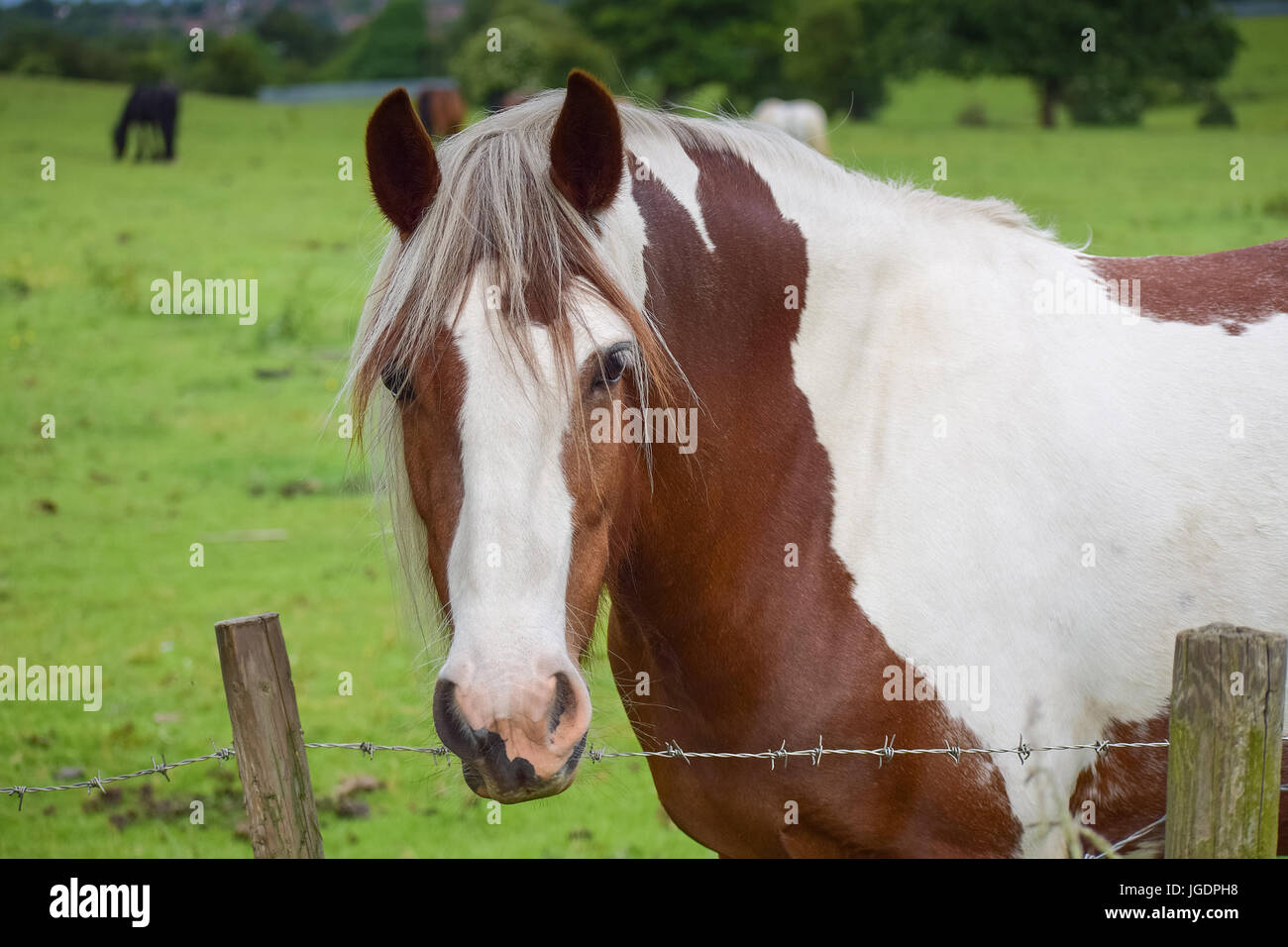 Beautiful pinto Horse head portrait in a green meadow background ...