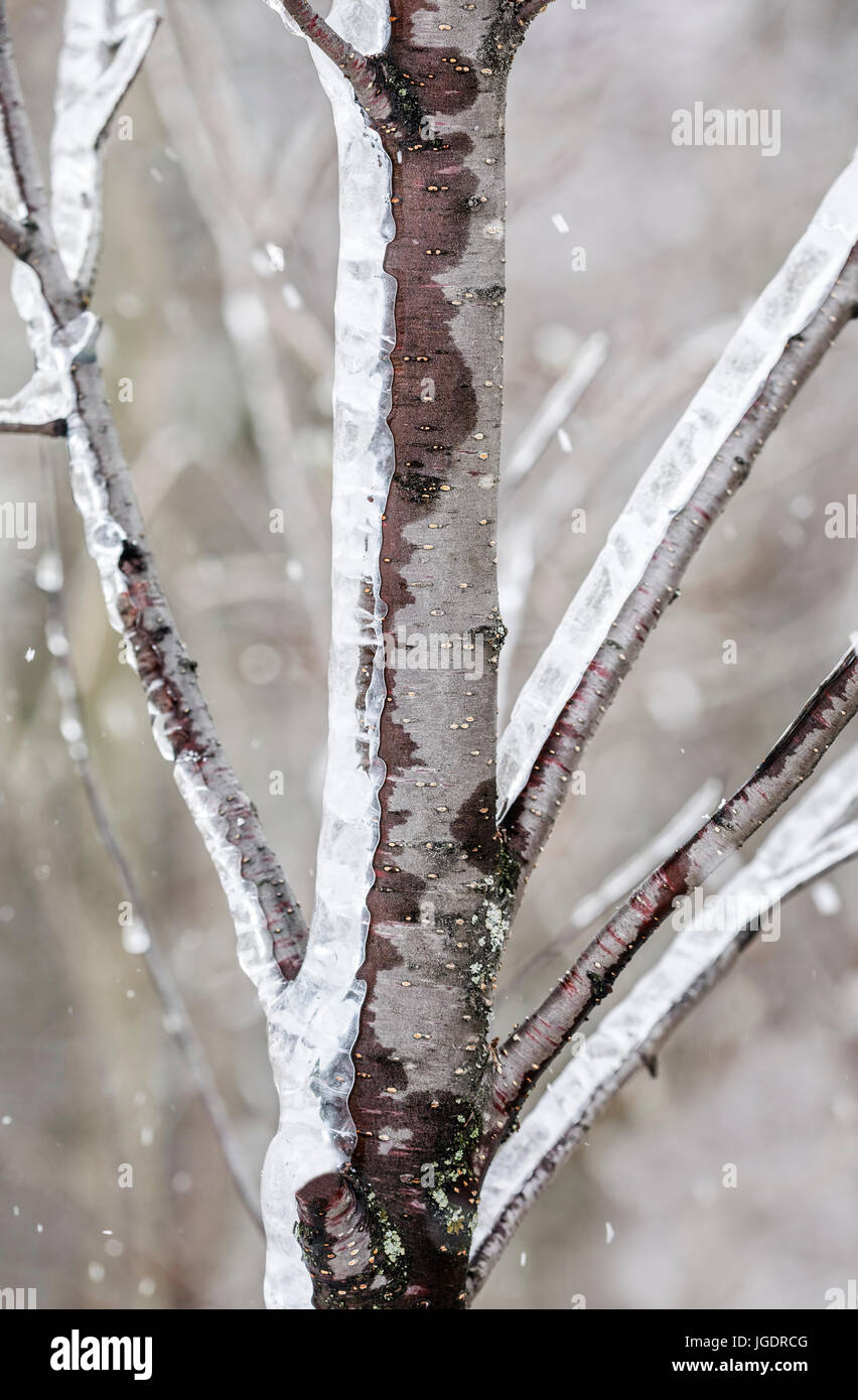 Ice tree branches hi-res stock photography and images - Alamy