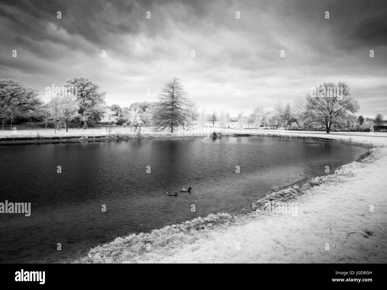 Father duck Black and White Stock Photos & Images - Alamy