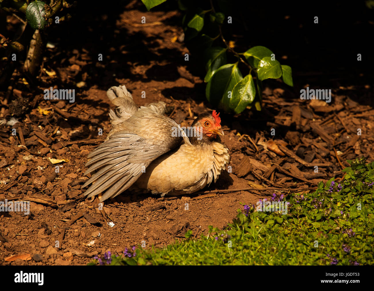 Chicken Relaxing in the Sun Stock Photo - Alamy