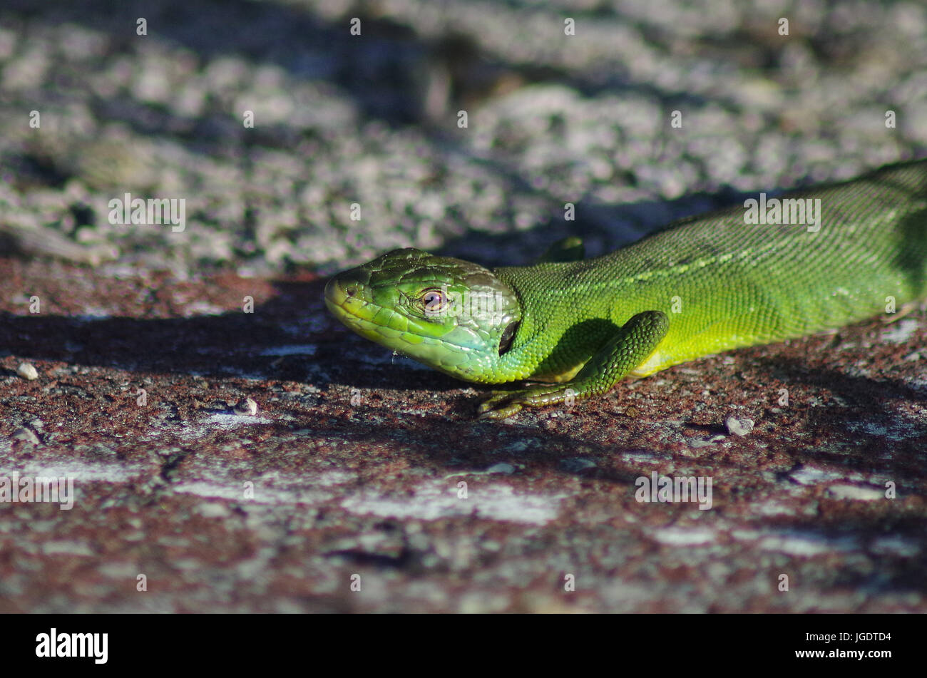 a closeup view of a big green lizard Stock Photo - Alamy