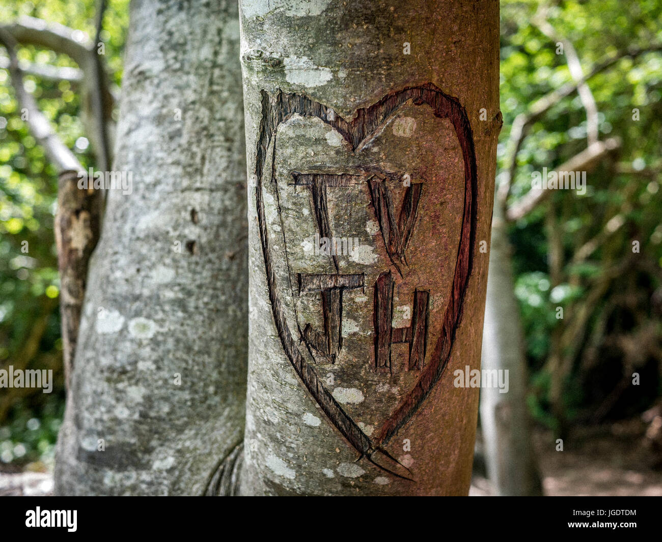 Etching Tree High Resolution Stock Photography and Images - Alamy