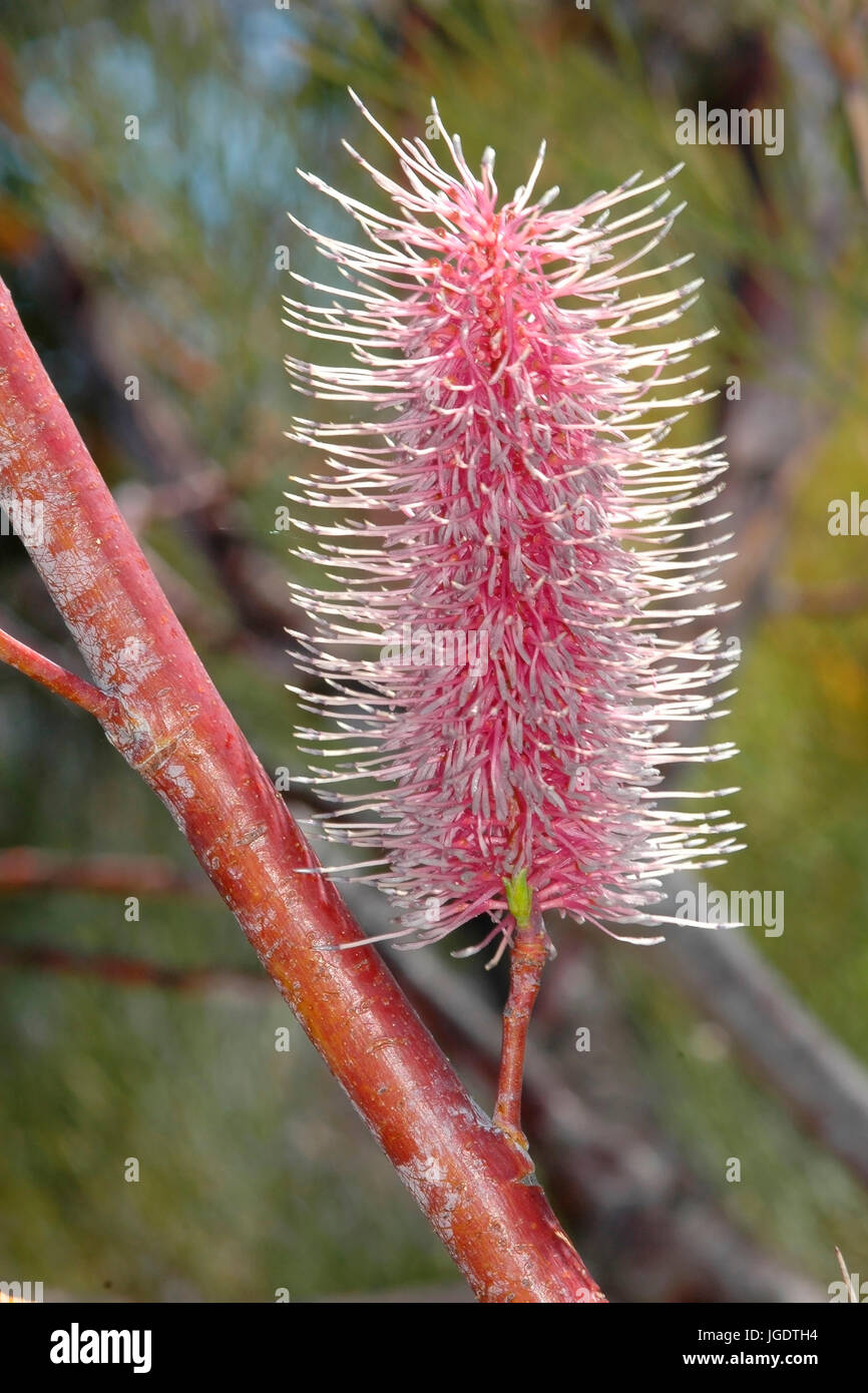 Banksiabl?te, detail, macro, Perth, west Australia, Banksiablüte ...
