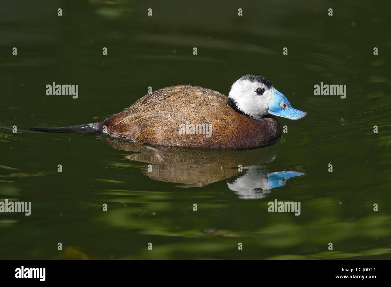 White headed ducking hi-res stock photography and images - Alamy