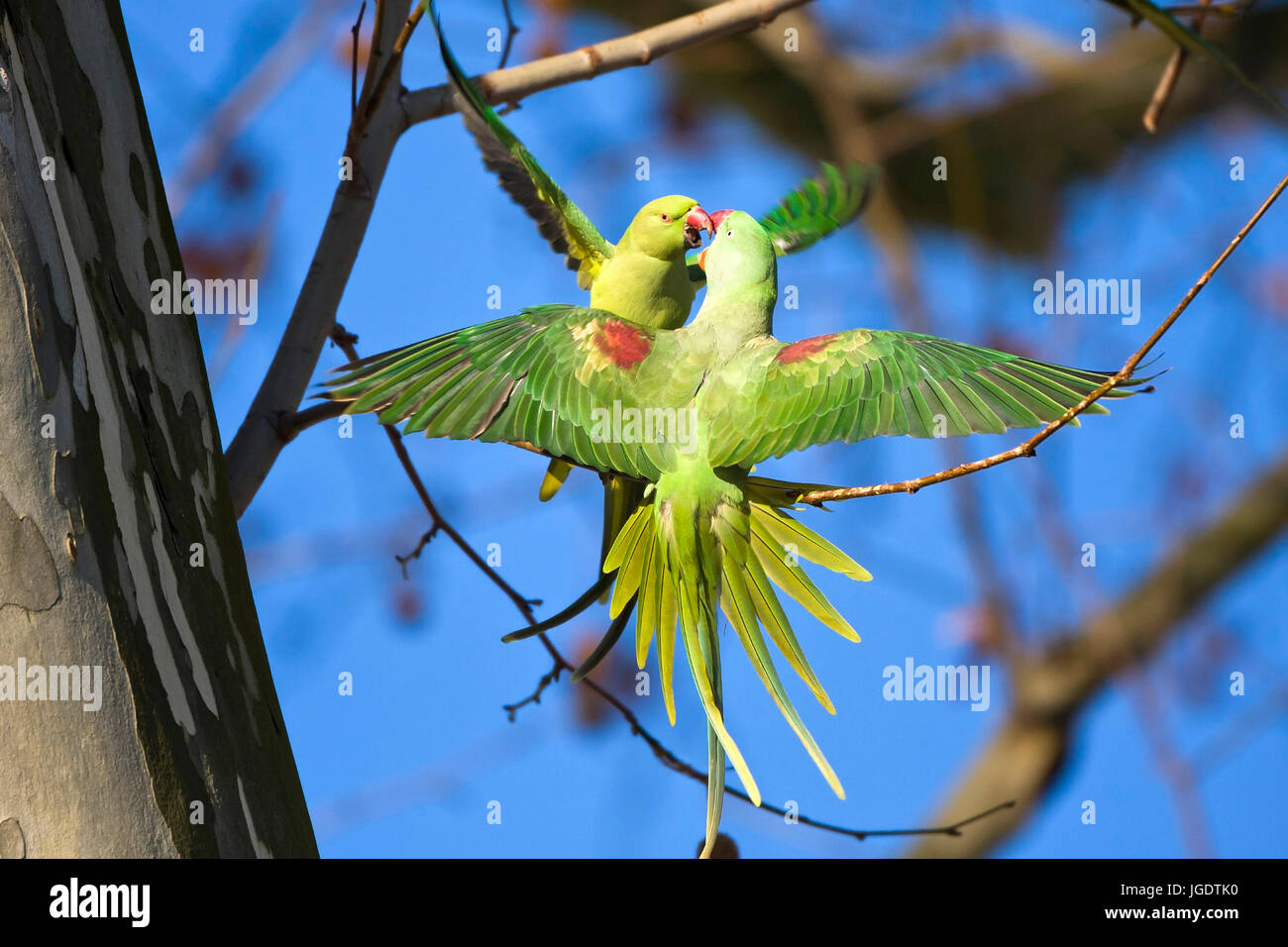 Big Alexander's parakeet, Psittacula eupatria and neckband parakeet ...