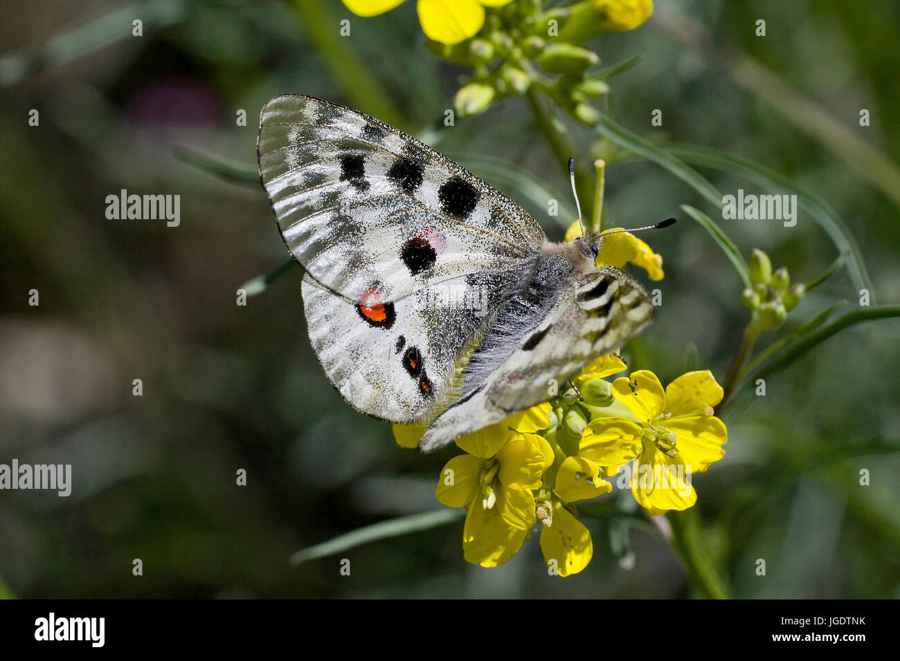 Red Apollo, Parnassius apollo, Roter Apollo (Parnassius apollo Stock ...