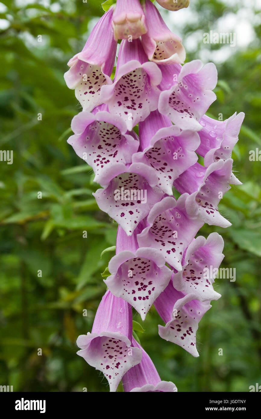 Red thimble, digitalis purpurea, Roter Fingerhut (Digitalis purpurea ...