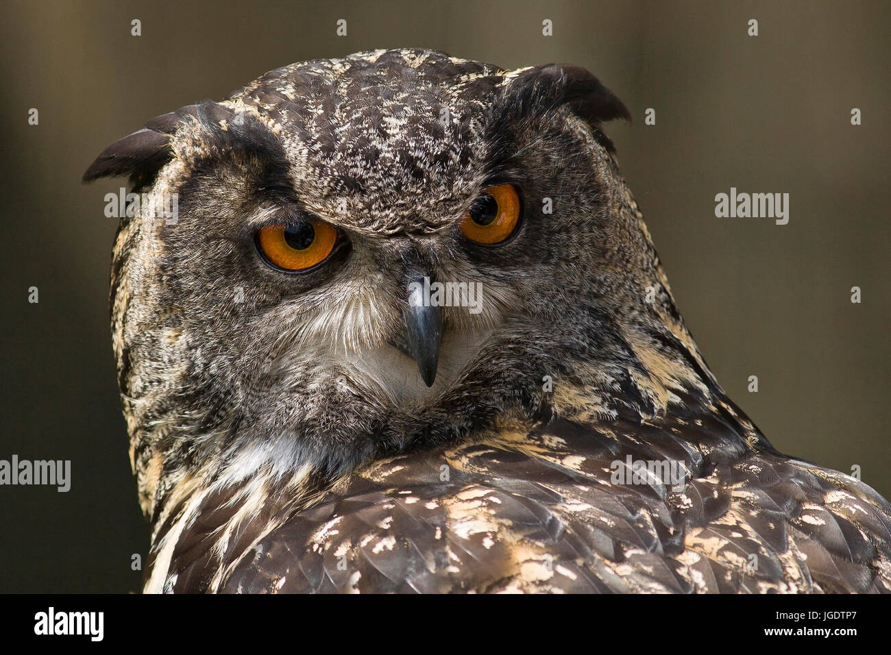 Eagle owl, Bubo bubo, Uhu (Bubo bubo Stock Photo - Alamy