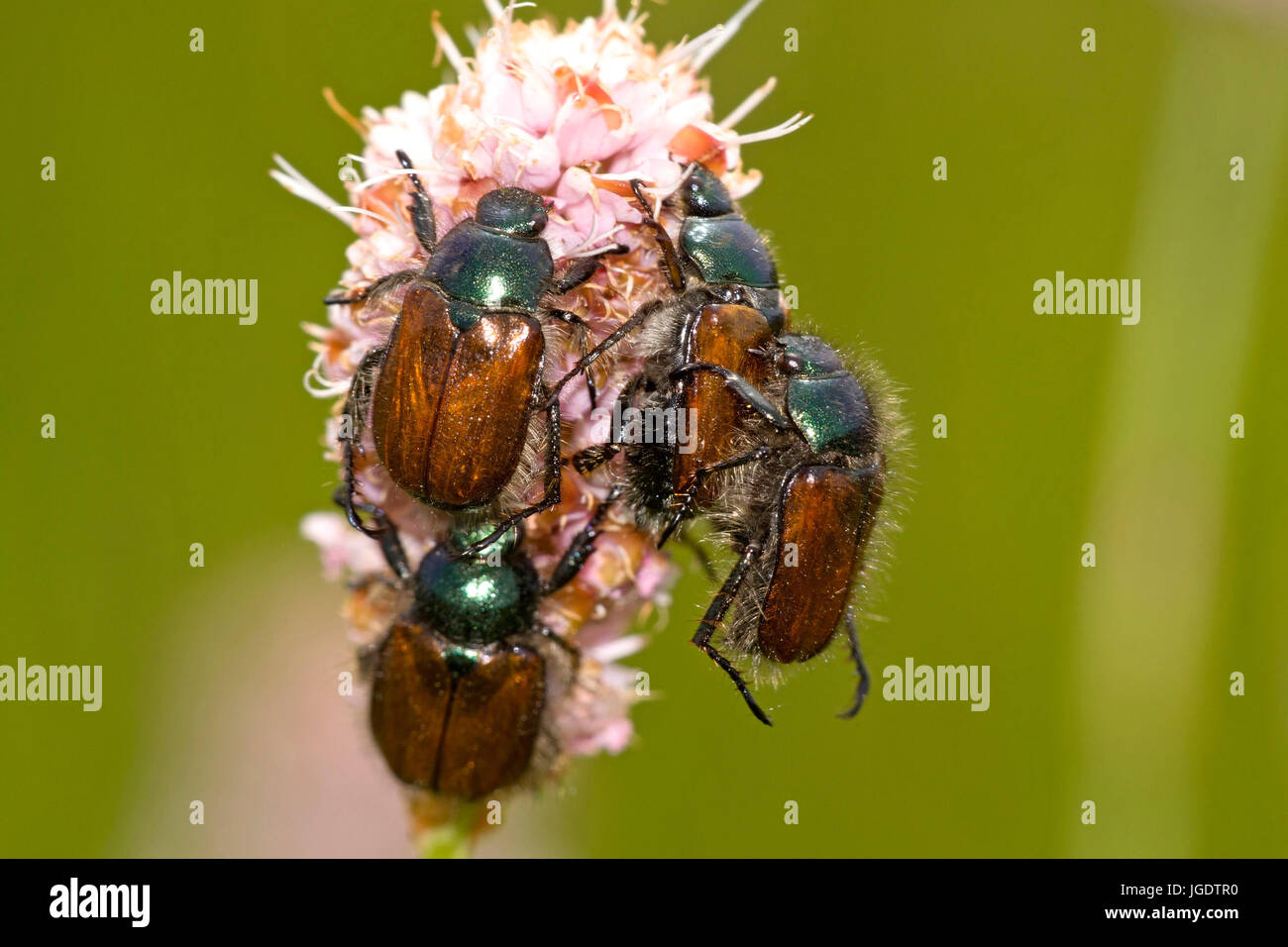 Small July beetle, Anomala dubia, Kleiner Julikäfer (Anomala dubia ...