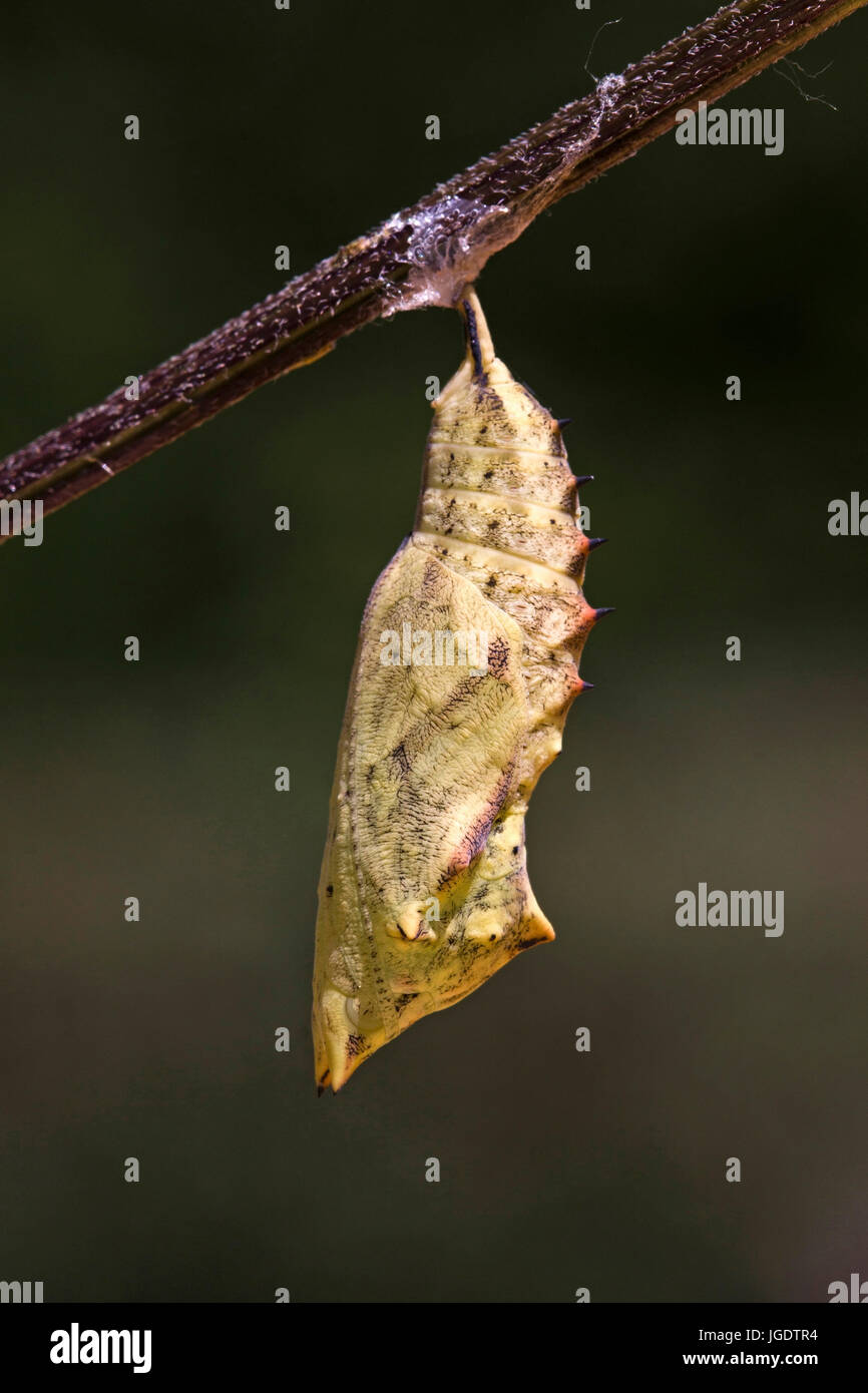 Verpuppung hi-res stock photography and images - Alamy