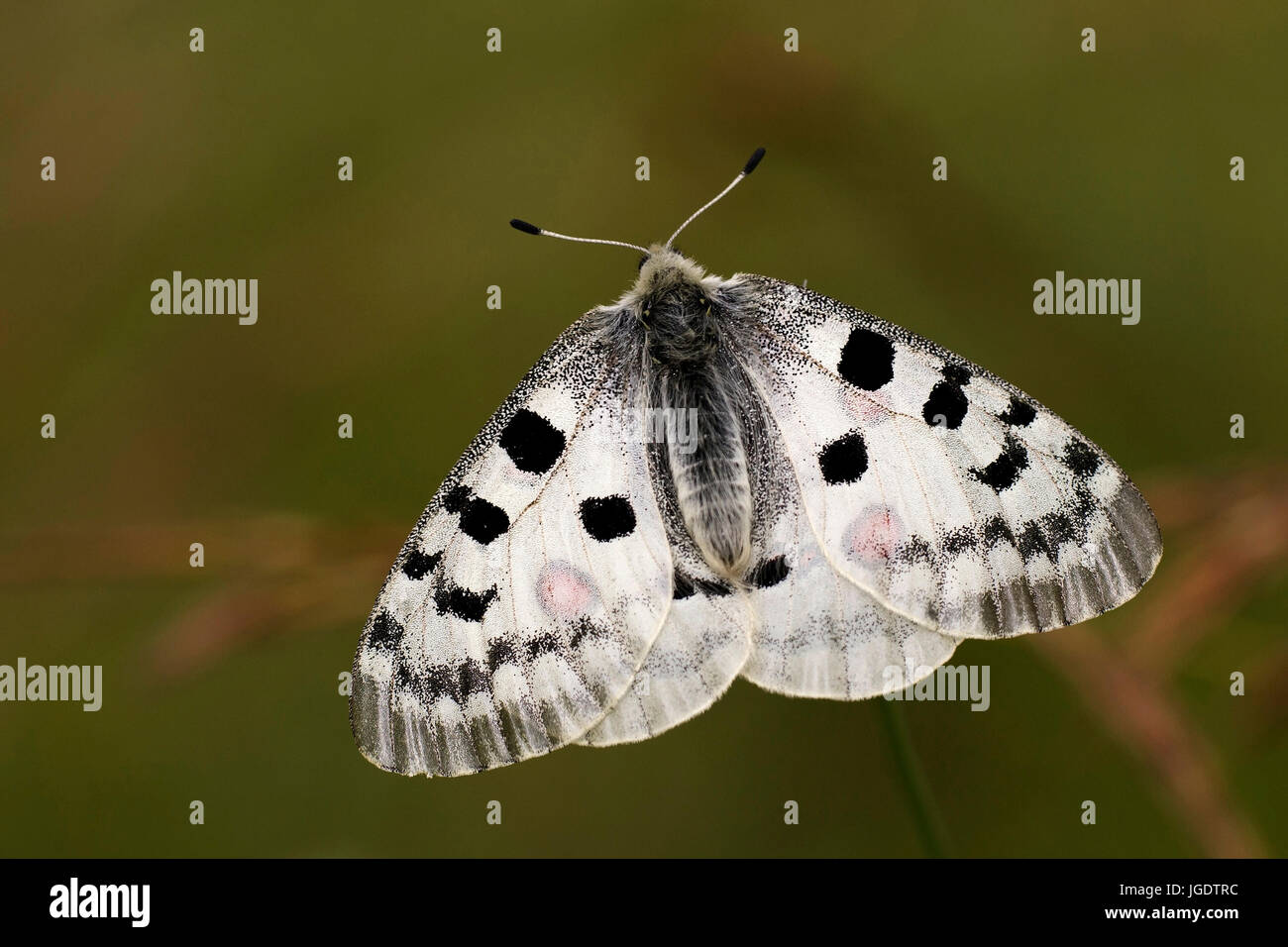 Red Apollo, Parnassius apollo, Roter Apollo (Parnassius apollo Stock ...