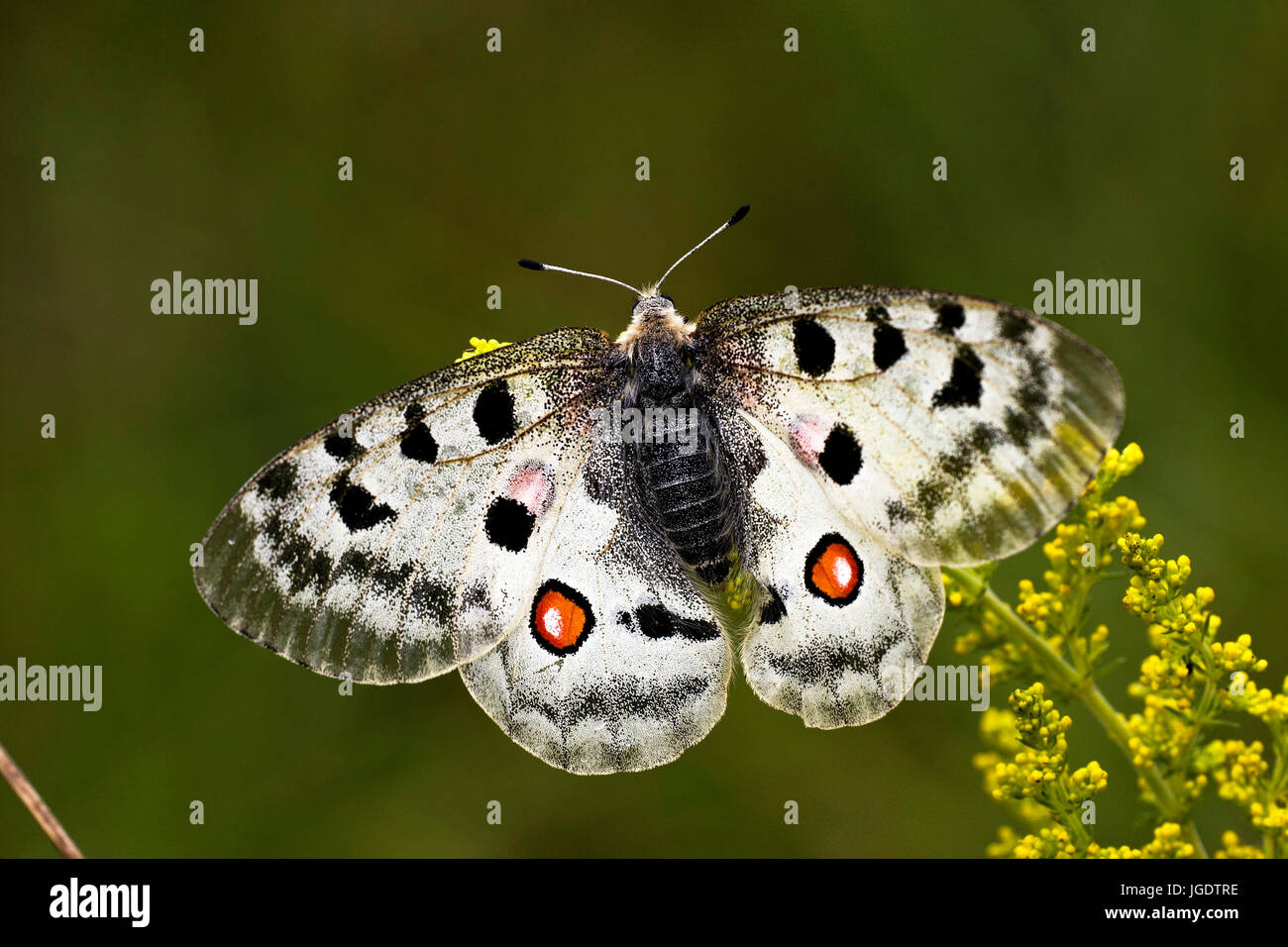 Red Apollo, Parnassius apollo, Roter Apollo (Parnassius apollo Stock ...