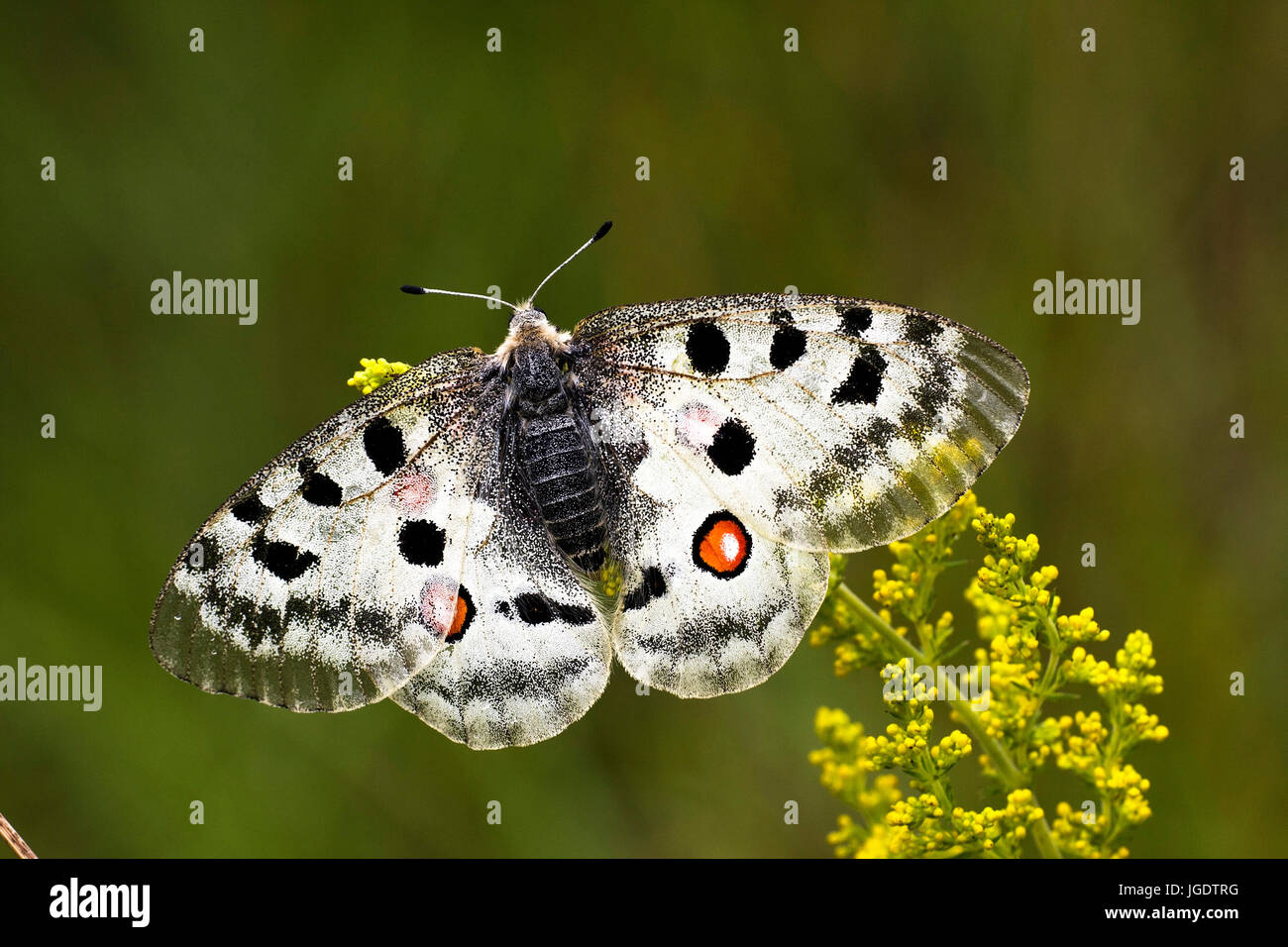Red Apollo, Parnassius apollo, Roter Apollo (Parnassius apollo Stock ...