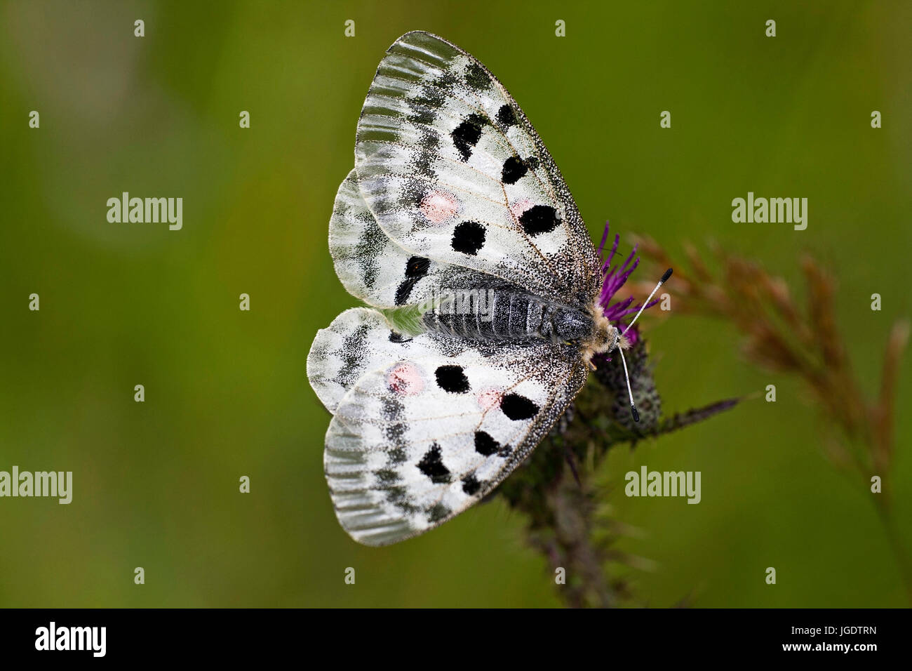 Red apollo hi-res stock photography and images - Alamy