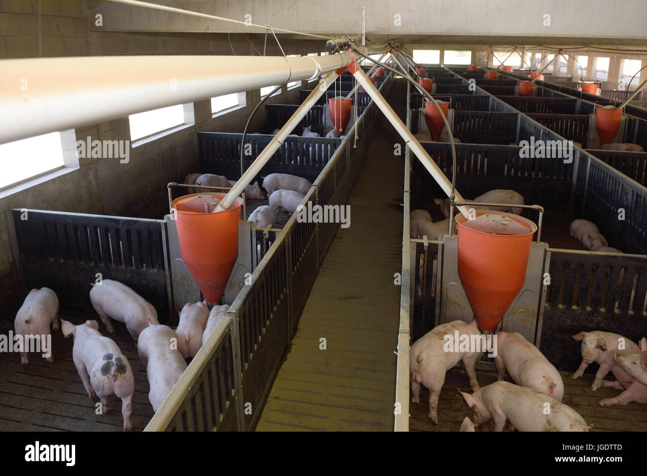 Inside a pig farm for fattening Stock Photo - Alamy