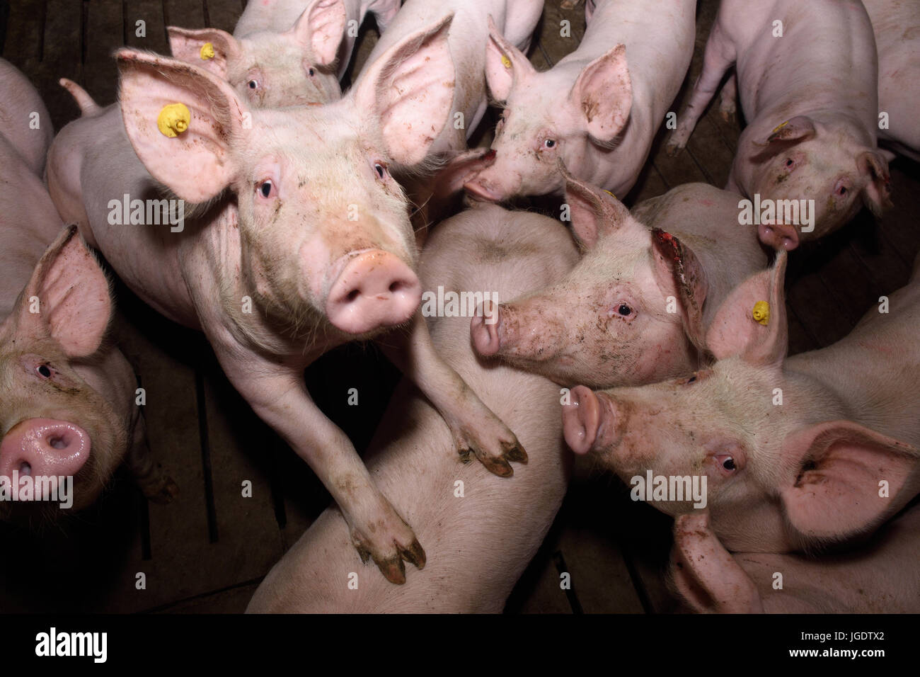 Inside the pigsty hi-res stock photography and images - Alamy