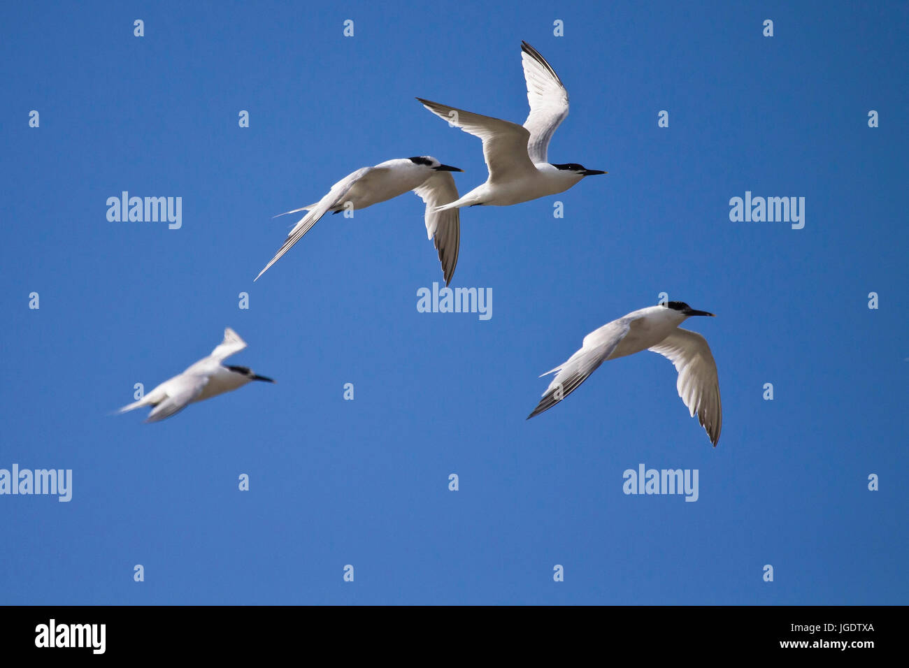 Fire terns, sterna sandvicensis, Brandseeschwalben (Sterna sandvicensis ...