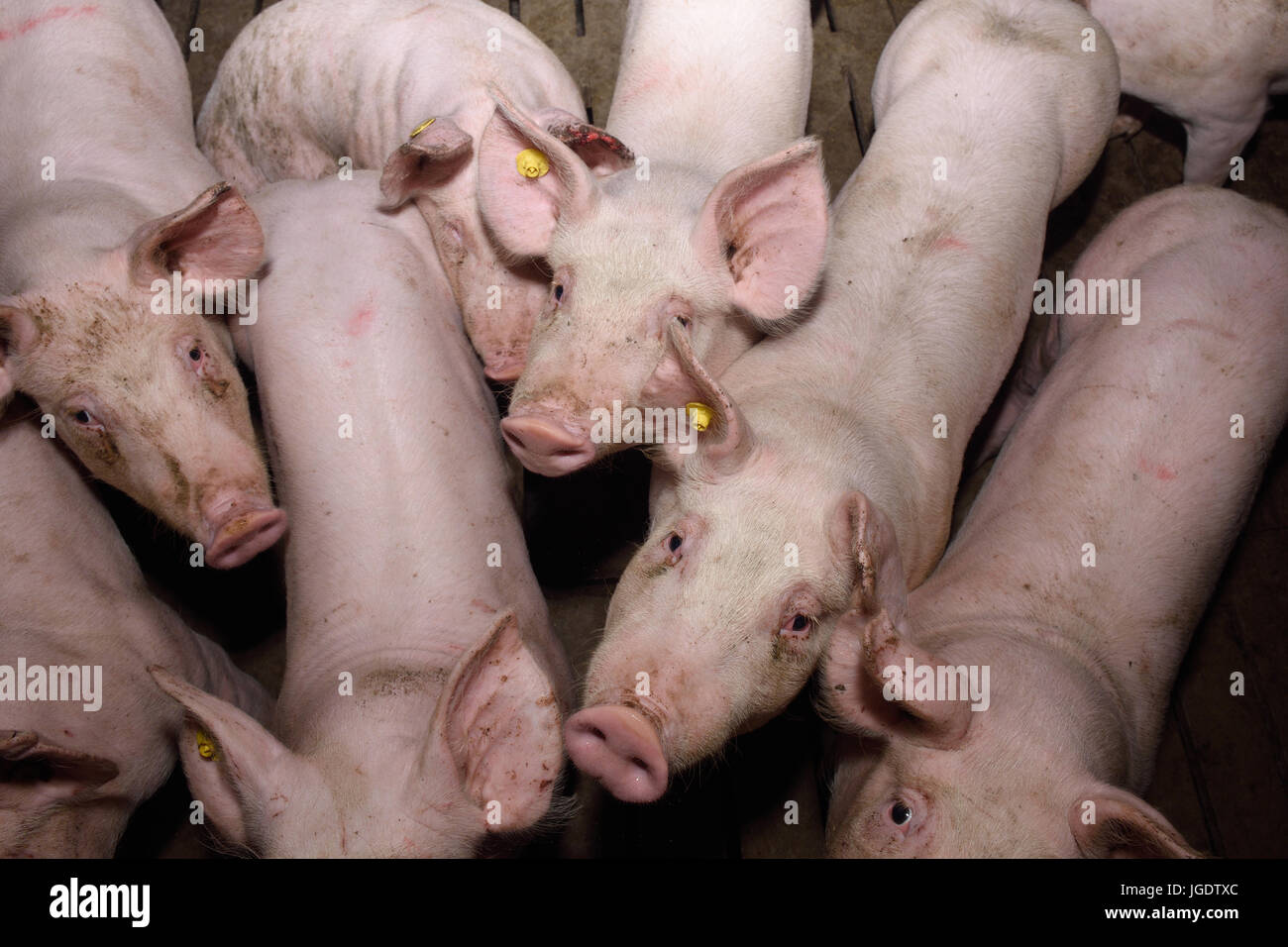 inside of a farm of pigs Stock Photo - Alamy