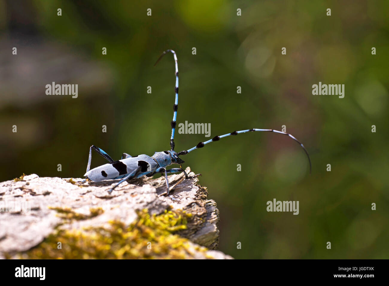 Nightmare goats beetle hi-res stock photography and images - Alamy