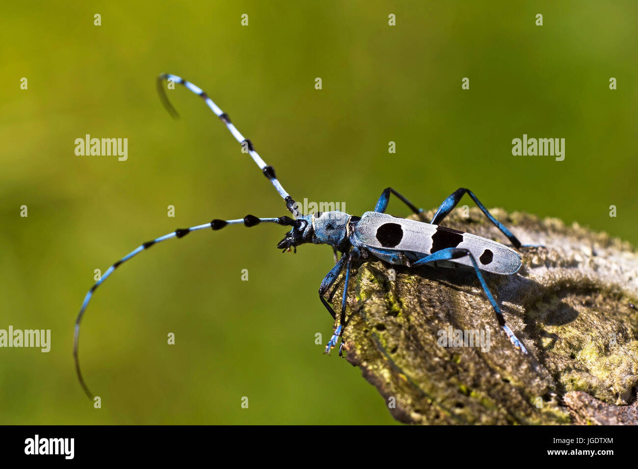 Nightmare goat, Rosalia alpina little man, Alpenbock (Rosalia alpina ...