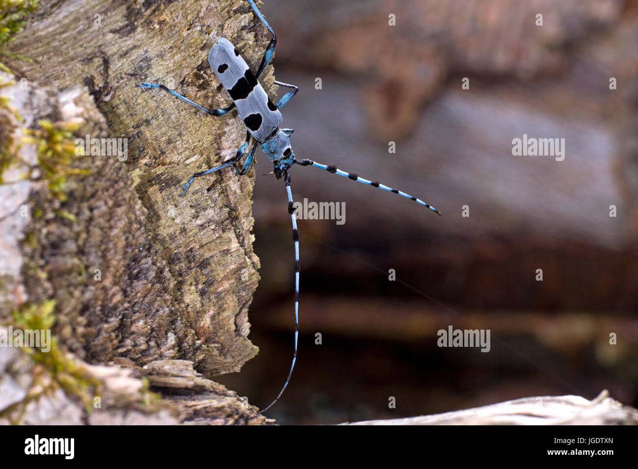 Nightmare goat, Rosalia alpina little man, Alpenbock (Rosalia alpina ...