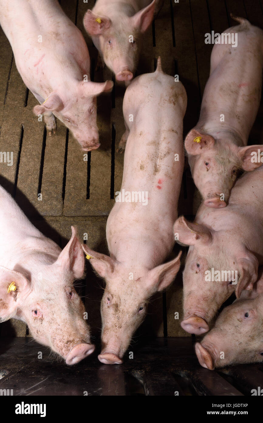 Inside the pigsty hi-res stock photography and images - Alamy