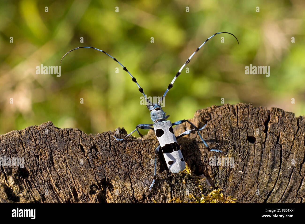 Nightmare goat, Rosalia alpina little man, Alpenbock (Rosalia alpina ...