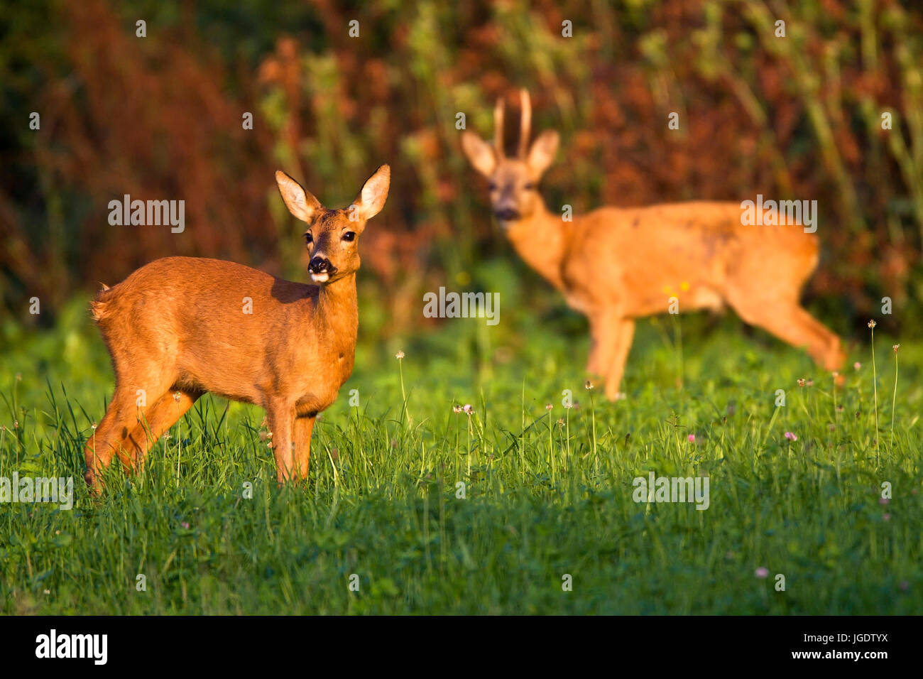 Roe deer, Capreolus capreolus, Reh (Capreolus capreolus Stock Photo - Alamy