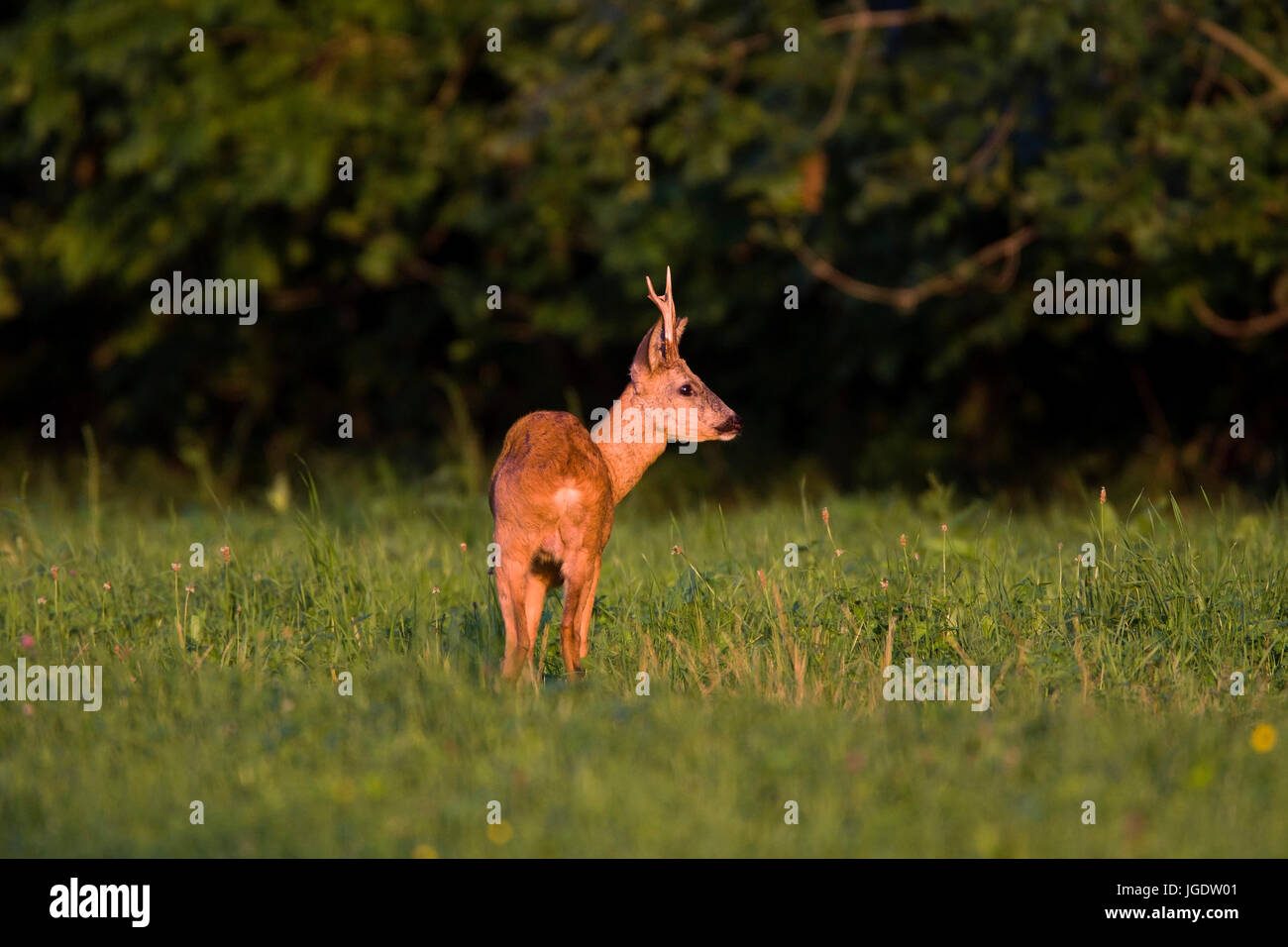 Roebuck, Capreolus capreolus, Rehbock (Capreolus capreolus Stock Photo ...