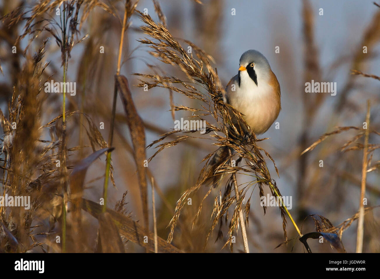 Beard titmouse, Panurus biarmicus little man, Bartmeise (Panurus ...