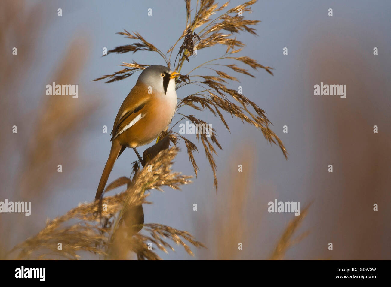 Beard titmouse, Panurus biarmicus little man, Bartmeise (Panurus ...