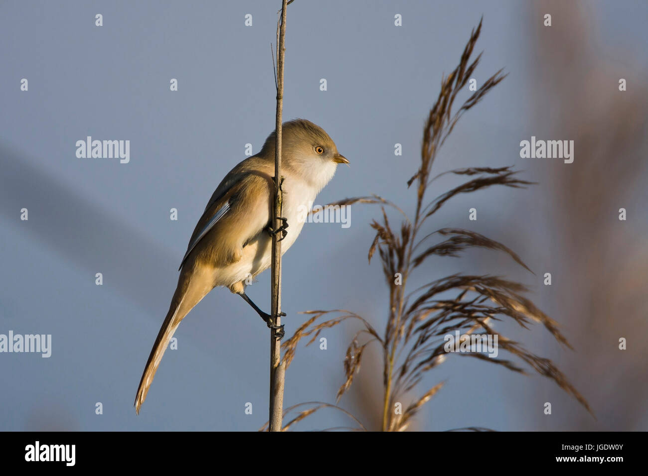 Beard titmouse, Panurus biarmicus female, Bartmeise (Panurus biarmicus ...