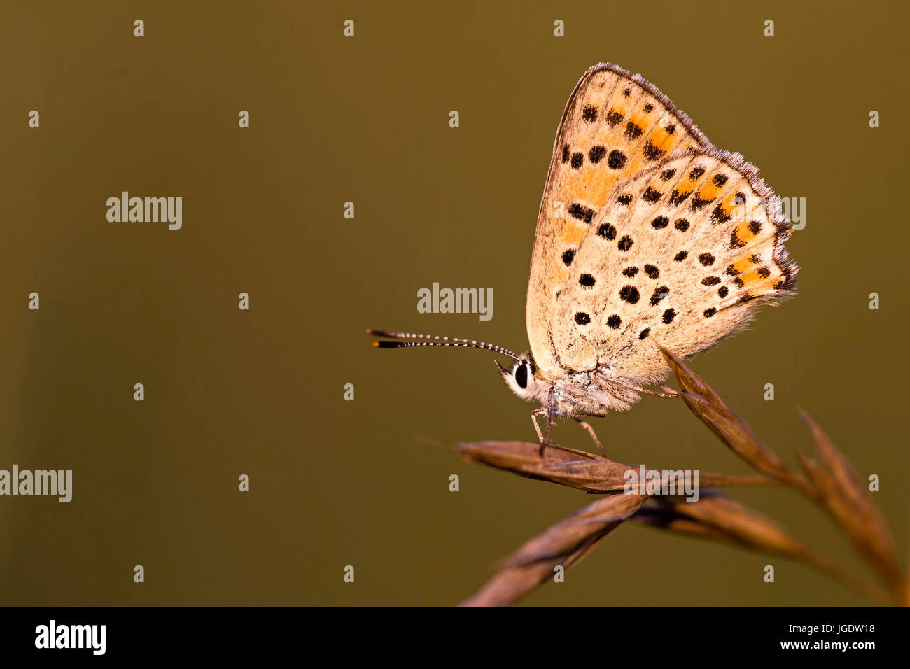 Brown fire butterfly, Lycaena tityrus, Brauner Feuerfalter (Lycaena ...