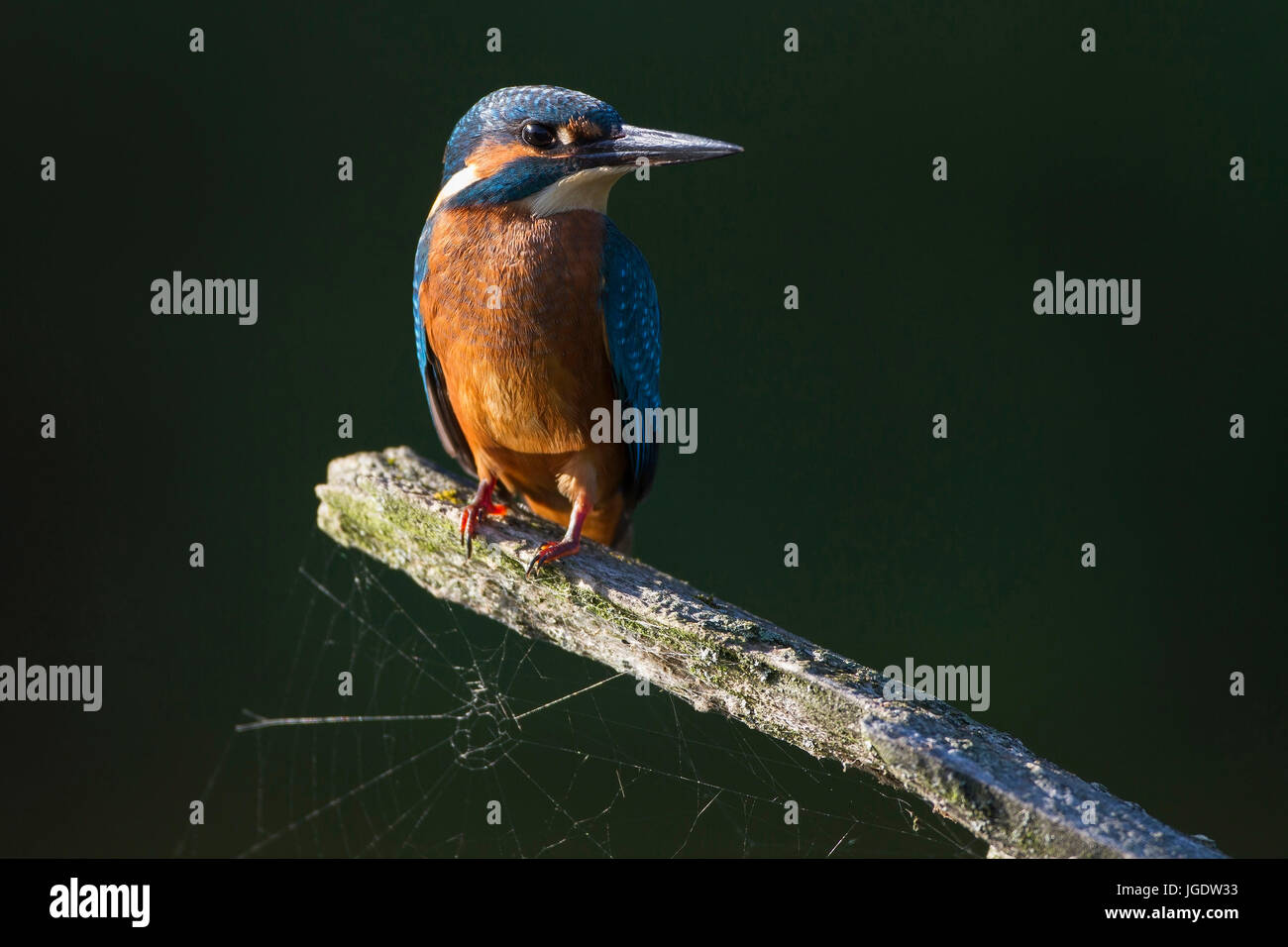 Kingfisher, Alcedo atthis, Eisvogel (Alcedo atthis Stock Photo - Alamy