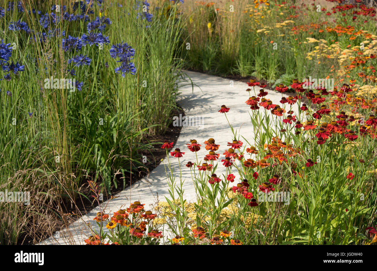 Helenium 'Mardi Gras' around a path in the Perennial Sanctuary Garden ...