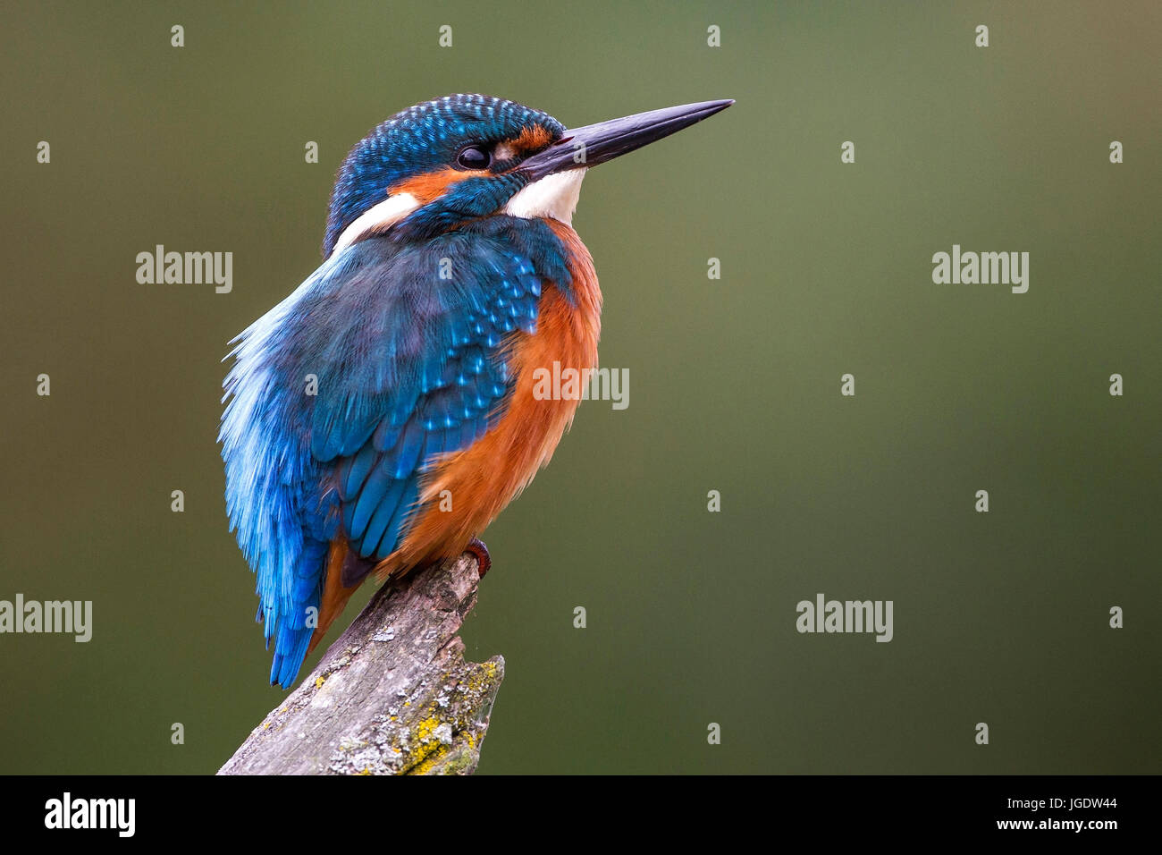 Kingfisher, Alcedo atthis, Eisvogel (Alcedo atthis Stock Photo - Alamy