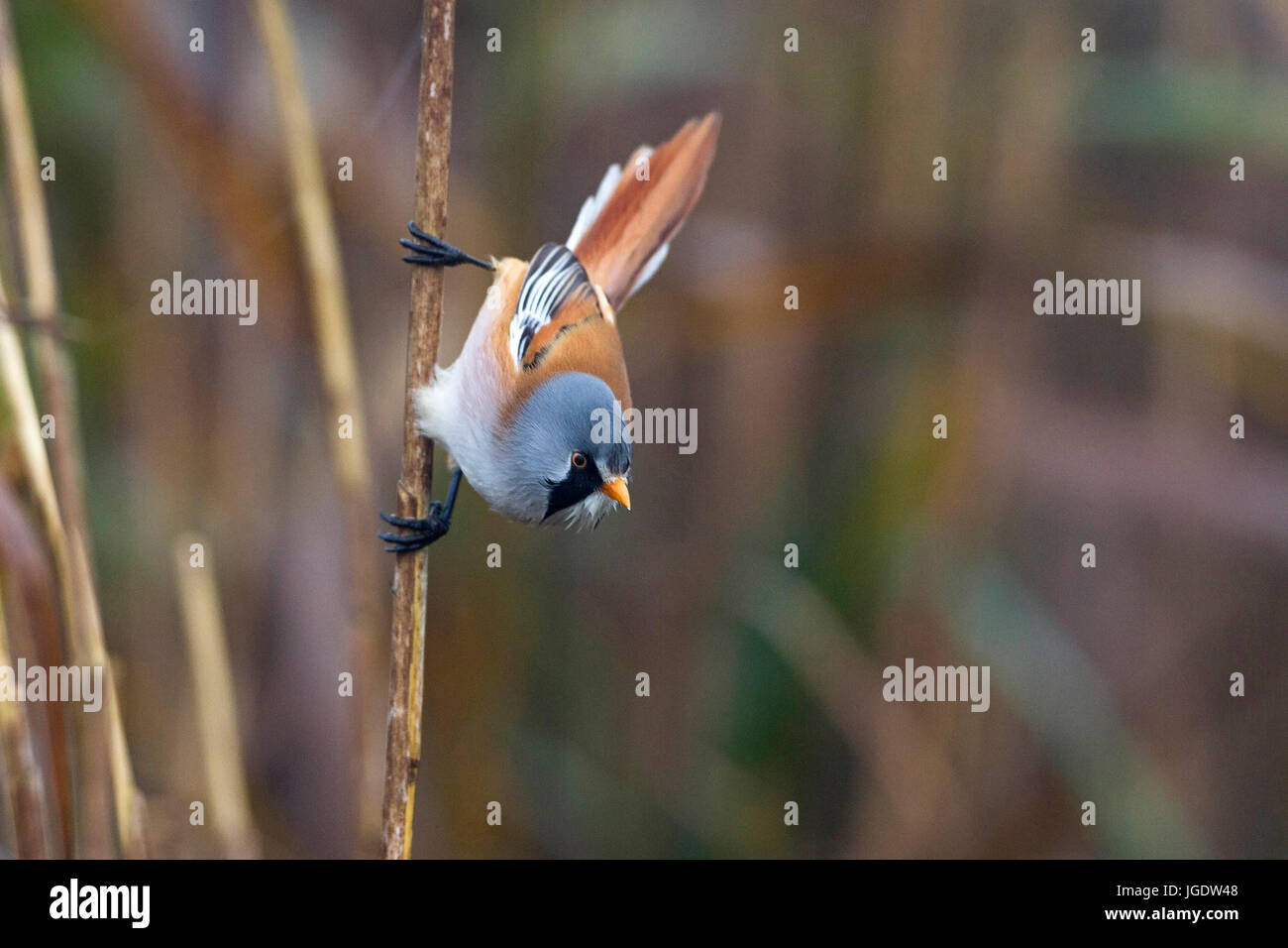 Beard titmice, Panurus biarmicus little man, Bartmeisen (Panurus ...