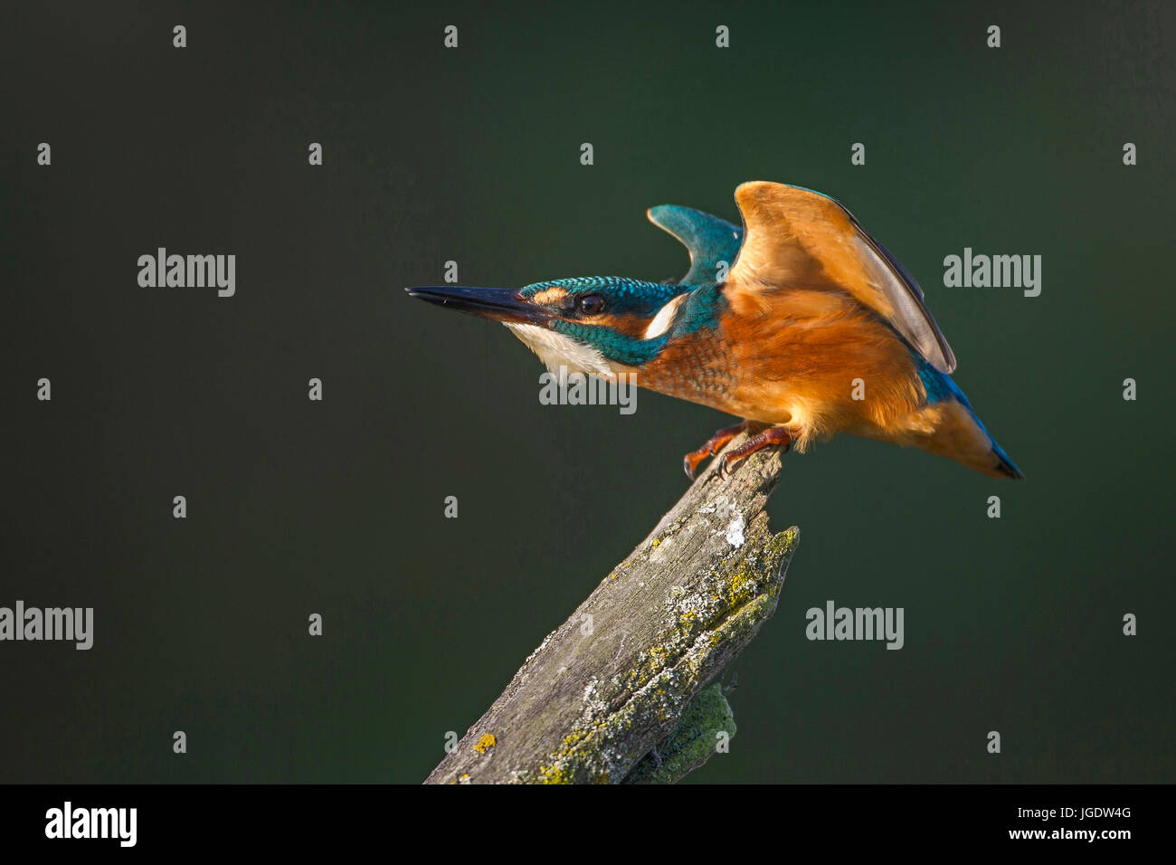 Kingfisher, Alcedo atthis, Eisvogel (Alcedo atthis Stock Photo - Alamy