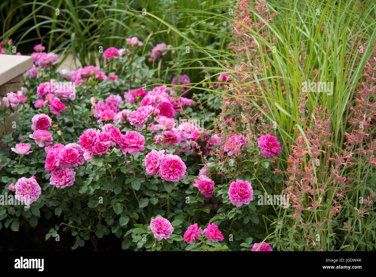 Rosa 'Princess Ann' a deep pink rose in The Blind Veterans UK: Its All ...