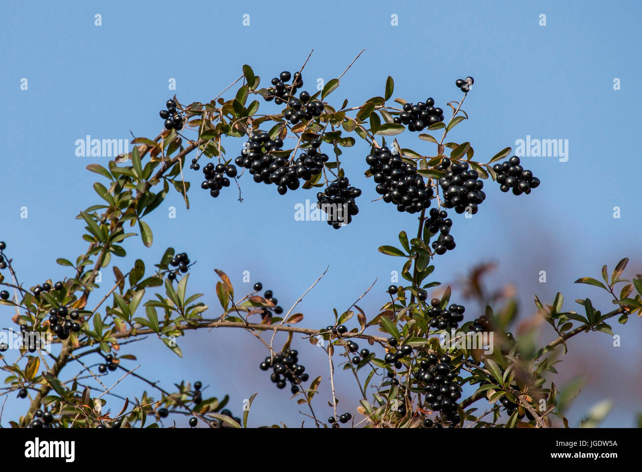 Usual privet, Ligustrum vulgare berries, Gewöhnlicher Liguster ...