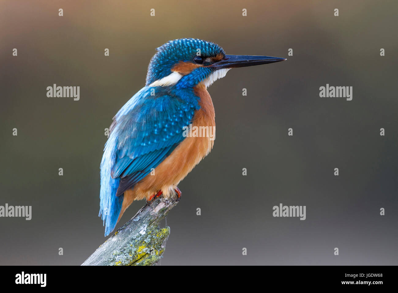 Kingfisher, Alcedo atthis, Eisvogel (Alcedo atthis Stock Photo - Alamy